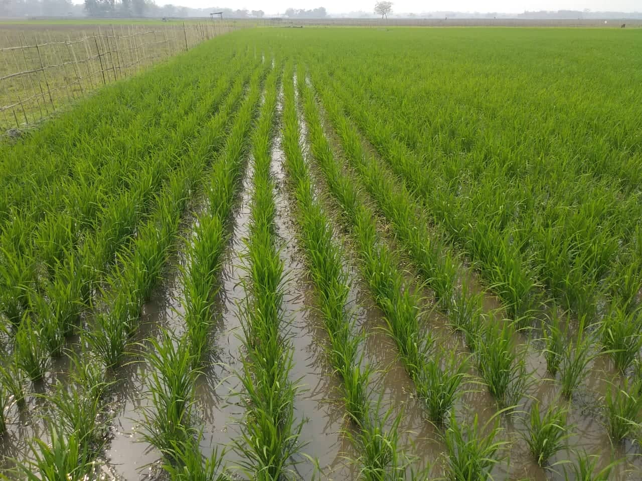 Implementation of Seed Village Programme - RGVN