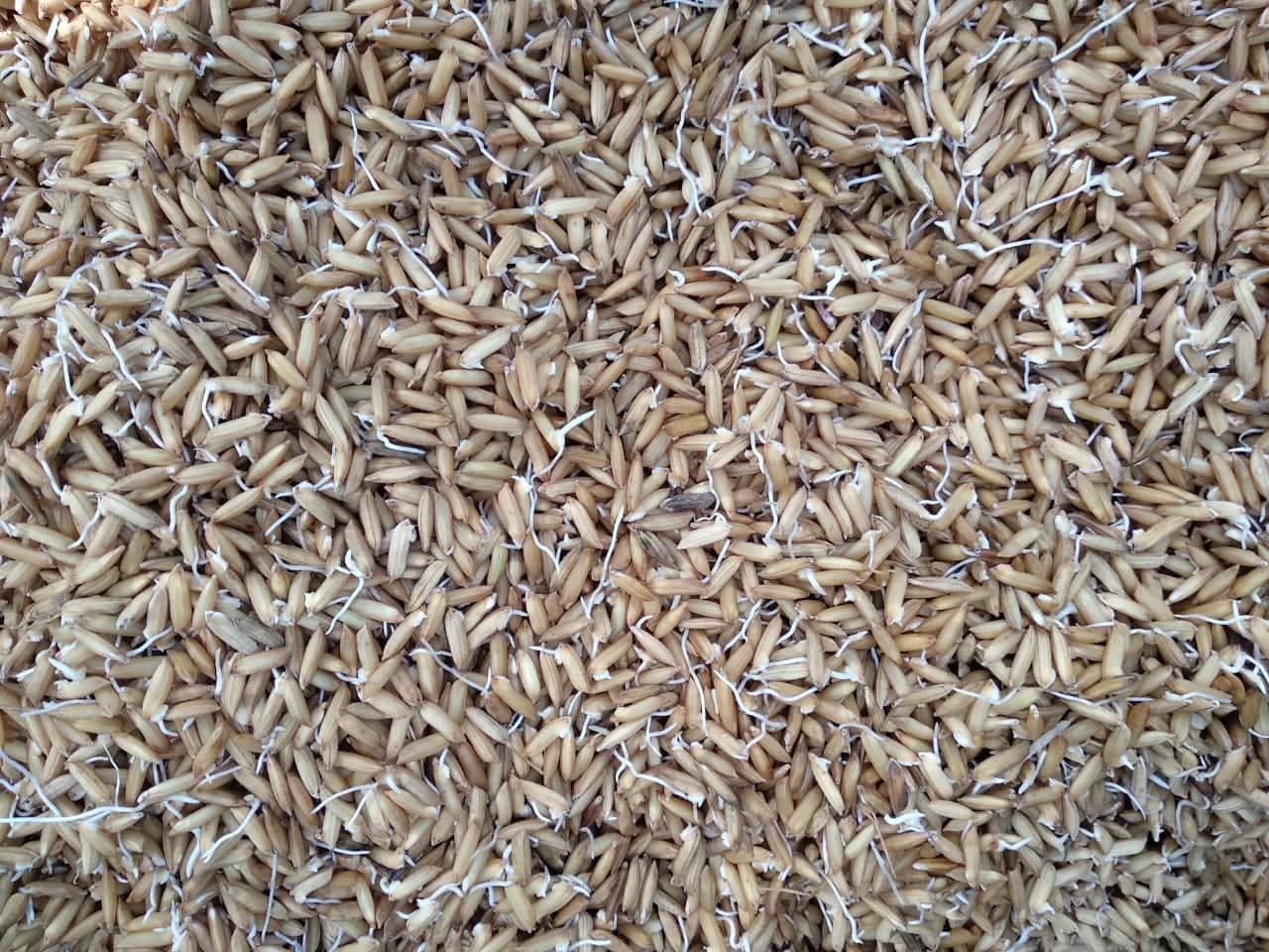 Implementation of Seed Village Programme - RGVN